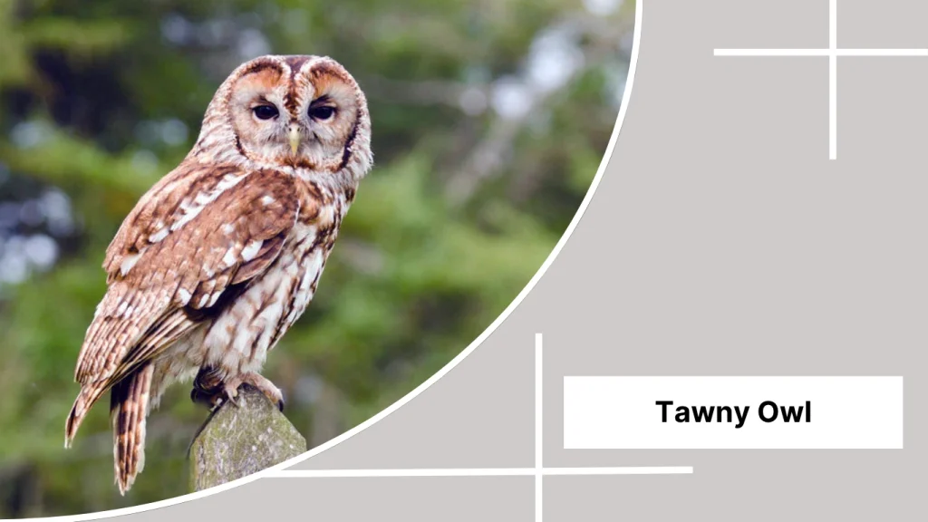 40 Types of Owl : Species Identification With Pictures