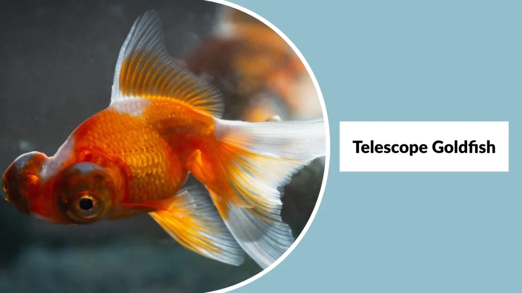 27 type of Goldfish: Identification with Pictures
