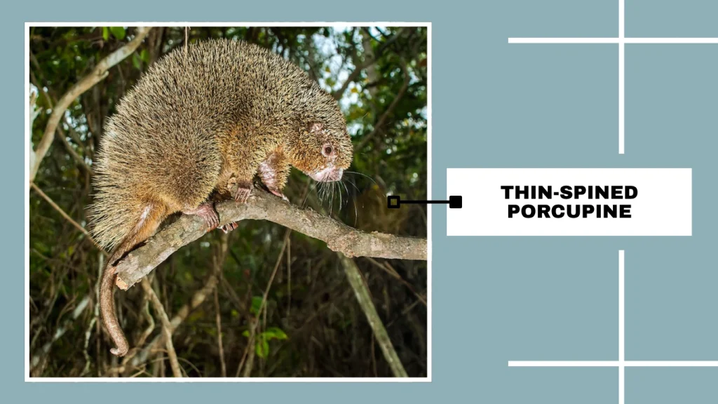 25 Types of Porcupines: Species Identification with Pictures