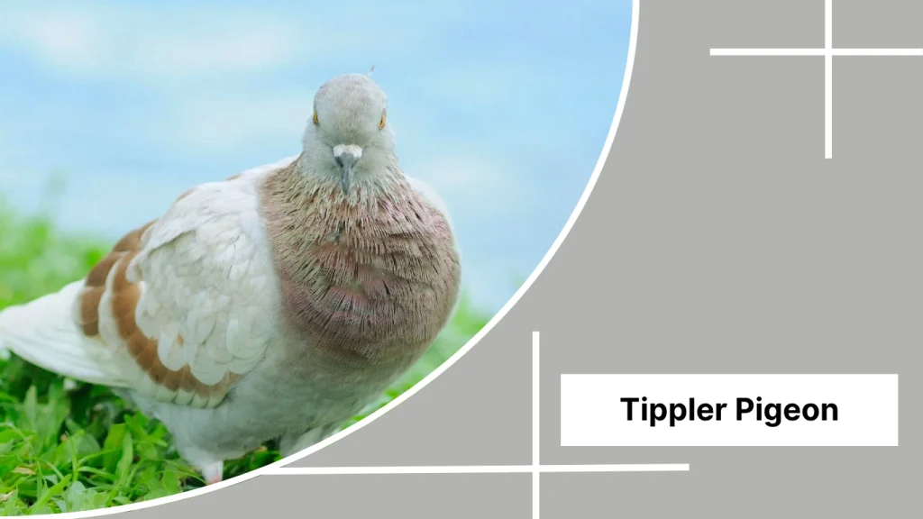 40 Amazing Types of Pigeons: Identification with Pictures