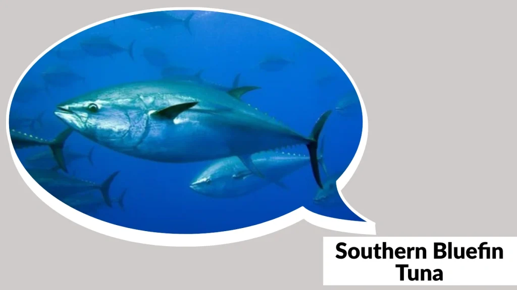25 types of Tuna: Identification with Pictures