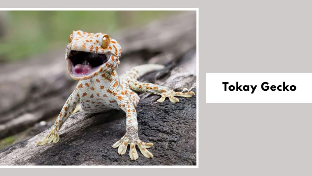 31 common types of lizards: Identification with Pictures