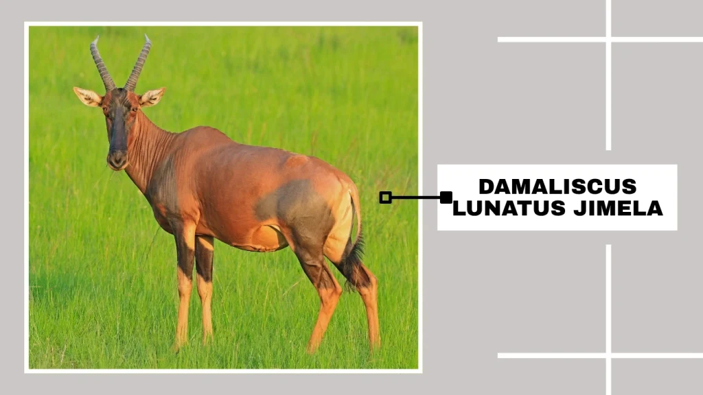 25 Types of Antelope: Species Identification with Pictures