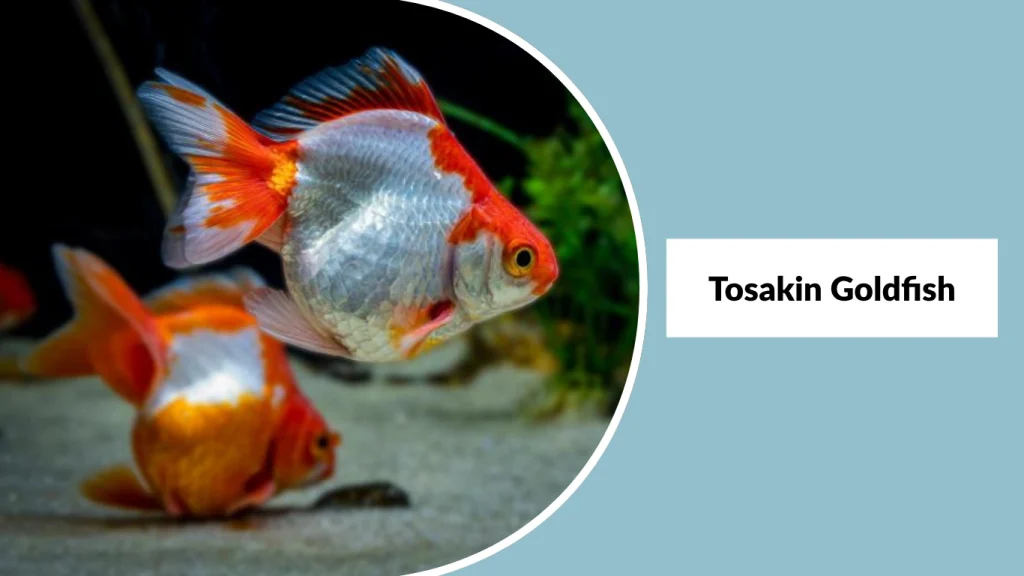 27 type of Goldfish: Identification with Pictures