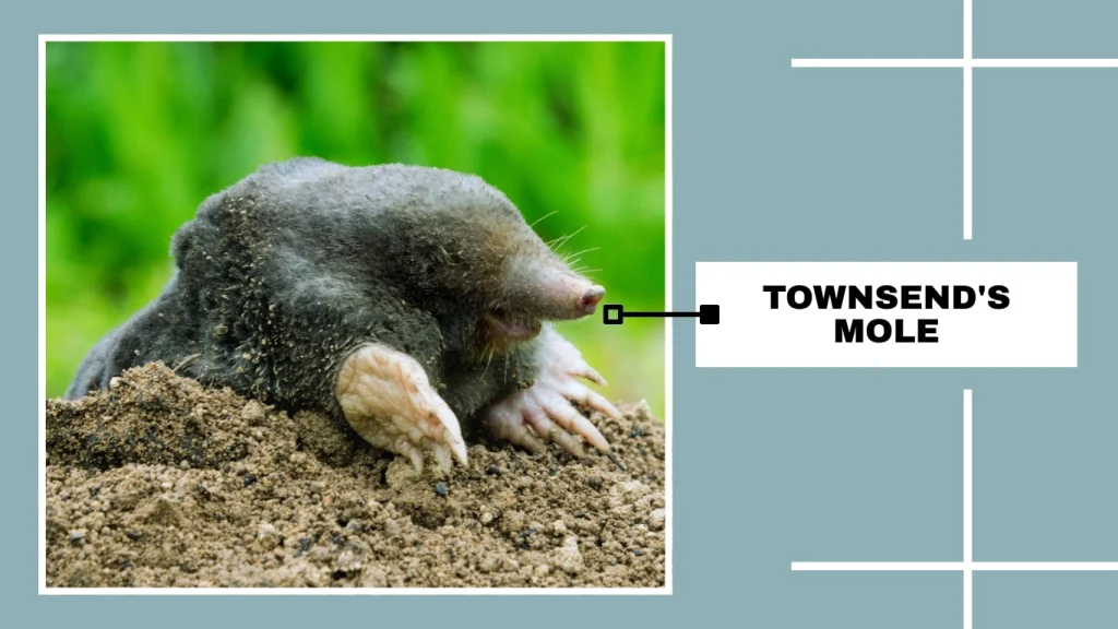 15 Types of Moles: Identification With Pictures