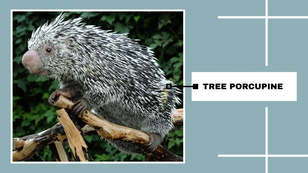 25 Types of Porcupines: Species Identification with Pictures
