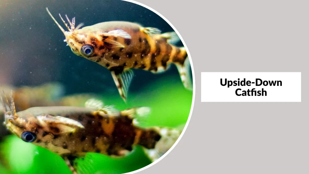 25 type of Catfish: Identification with Pictures