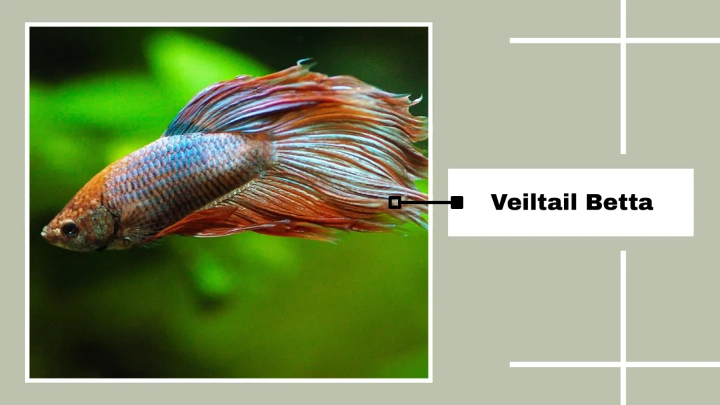 25 types of Betta fish: identification with pictures
