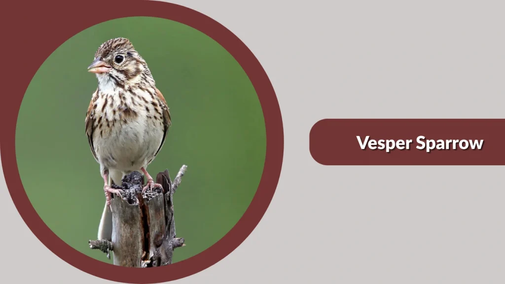 25 Types of Sparrows: Regional Identification with Photos