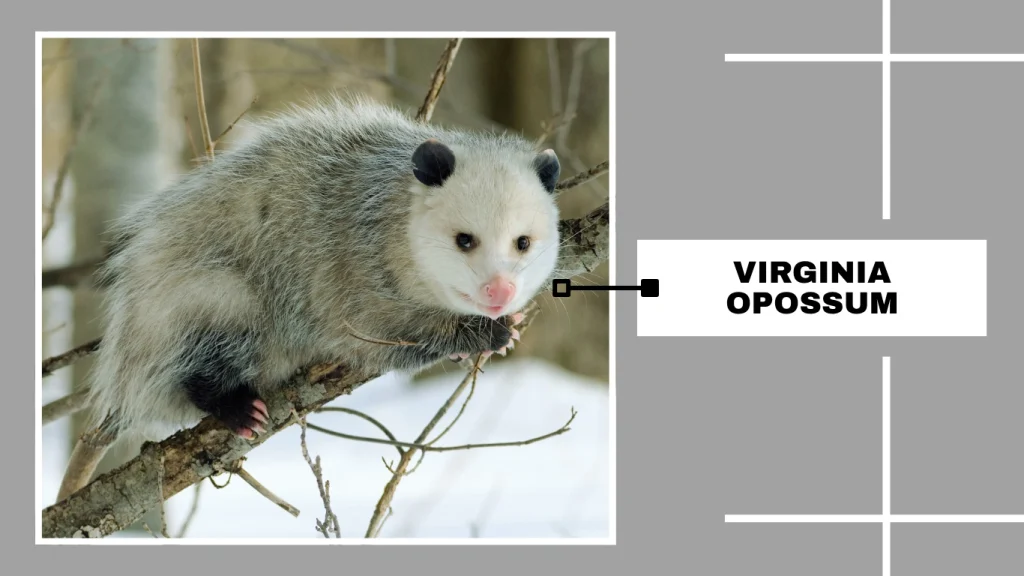 23 Types of Opossums: Identification With Pictures