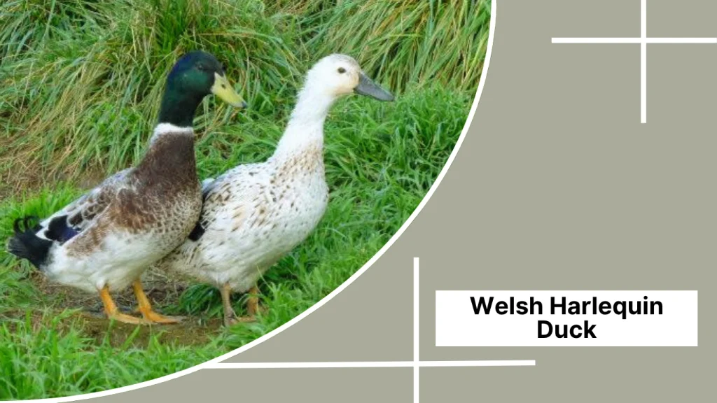 33 Popular Duck Breeds: Identification, Behavior & Pictures