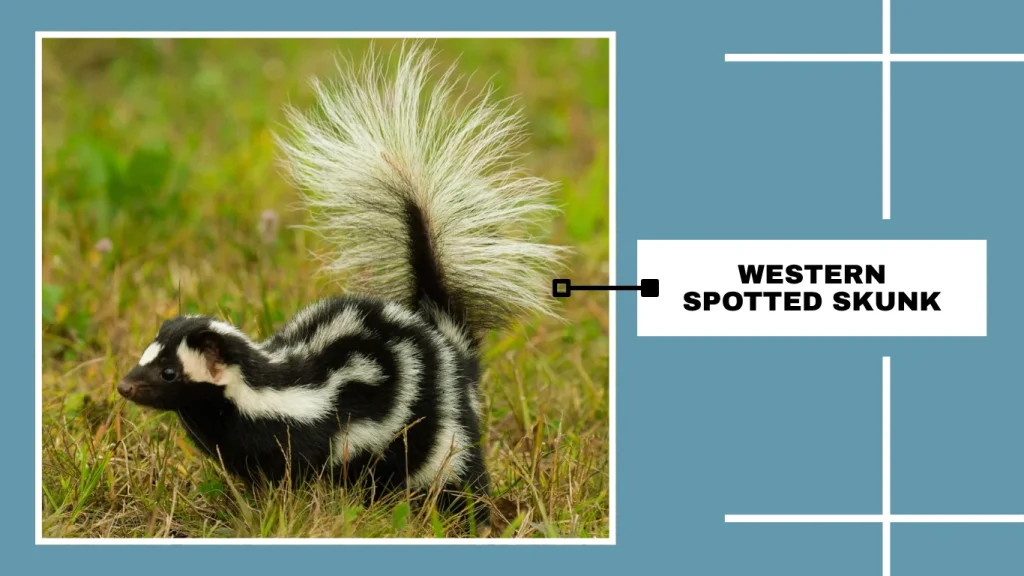 13 Types of Skunks: Species Identification with Pictures