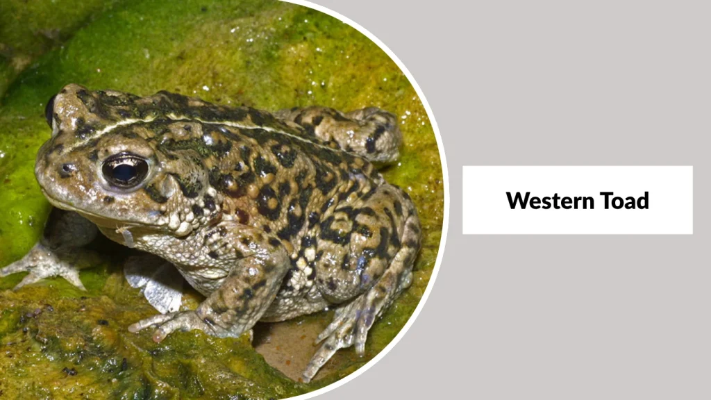 25 Types of Toad: Species Identification with Pictures