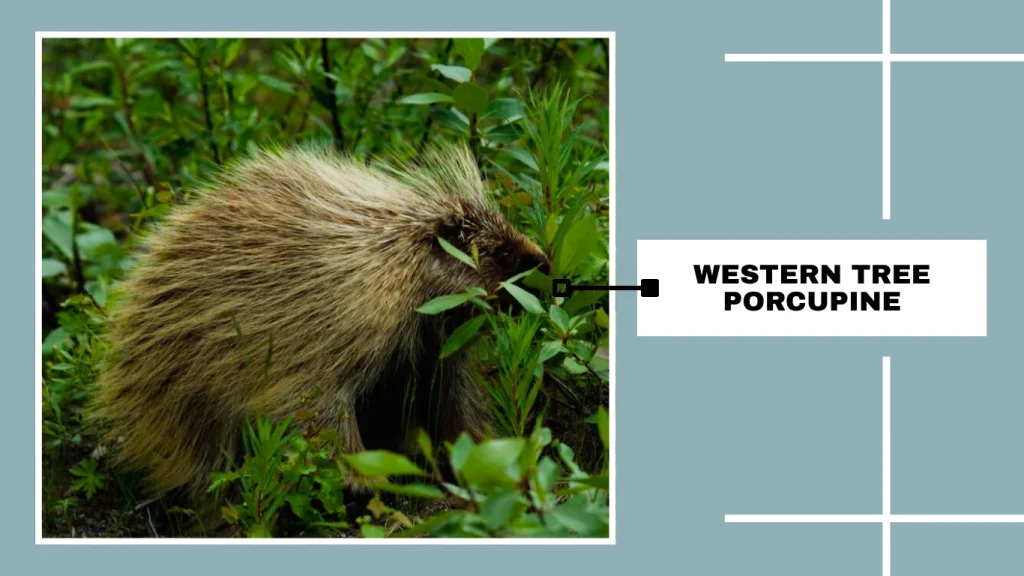 25 Types of Porcupines: Species Identification with Pictures