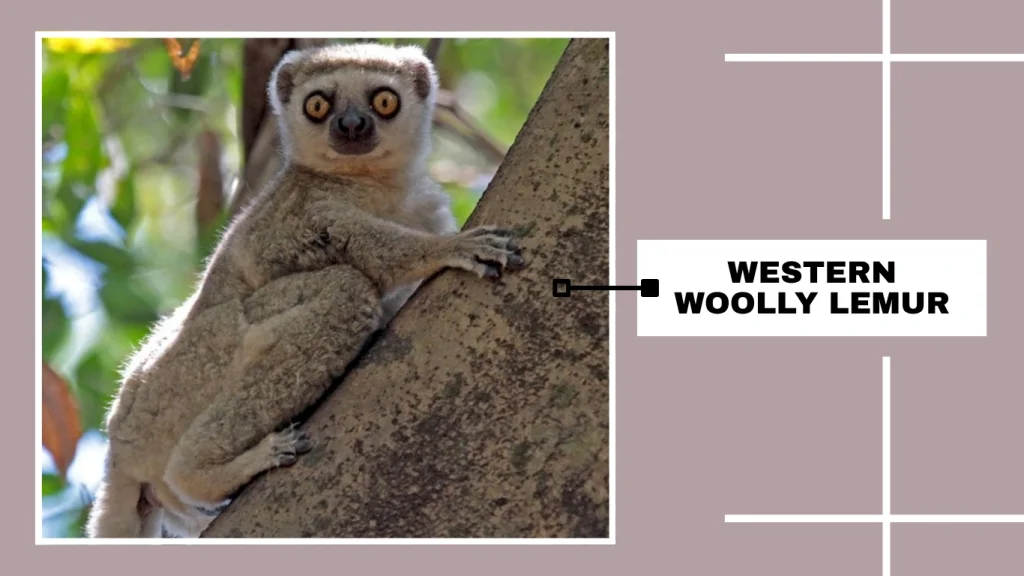 25 Types of Lemurs: Unique Species Identification with Pictures