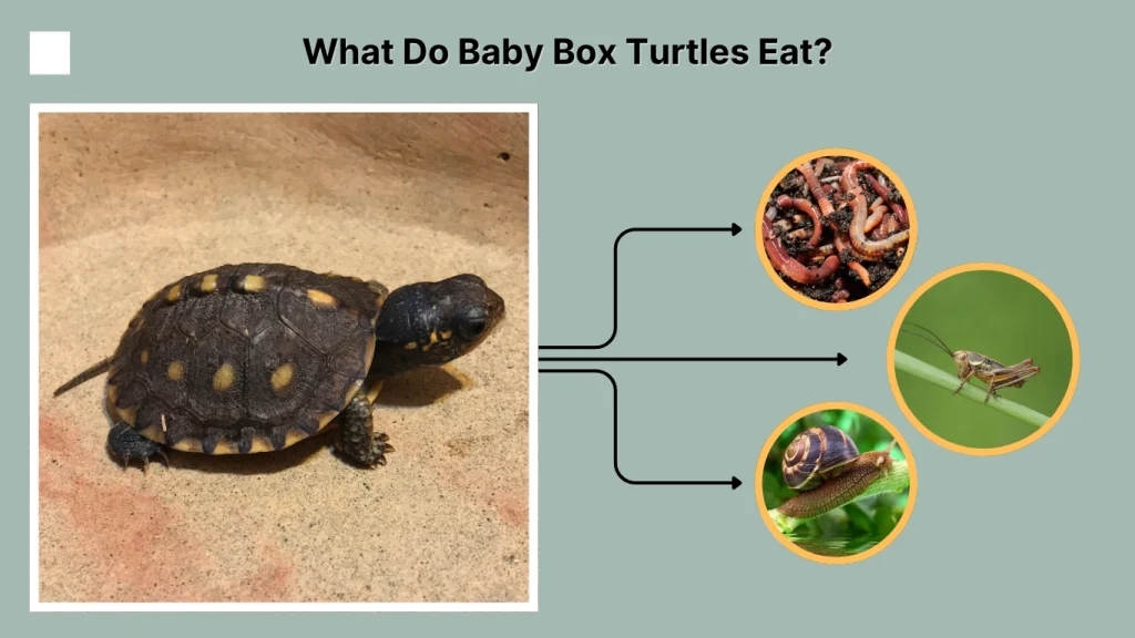 What Do Baby Turtles Eat? Guide for Every Type