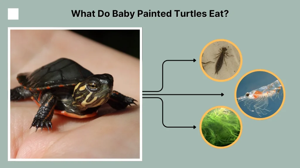 What Do Baby Turtles Eat? Guide for Every Type