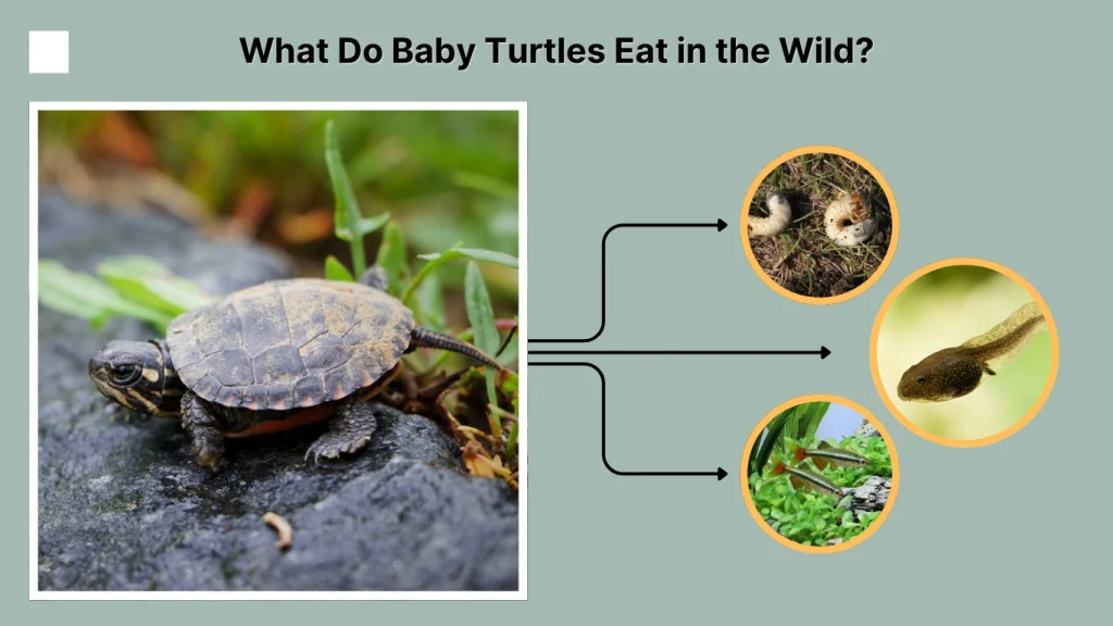 What Do Baby Turtles Eat? Guide for Every Type
