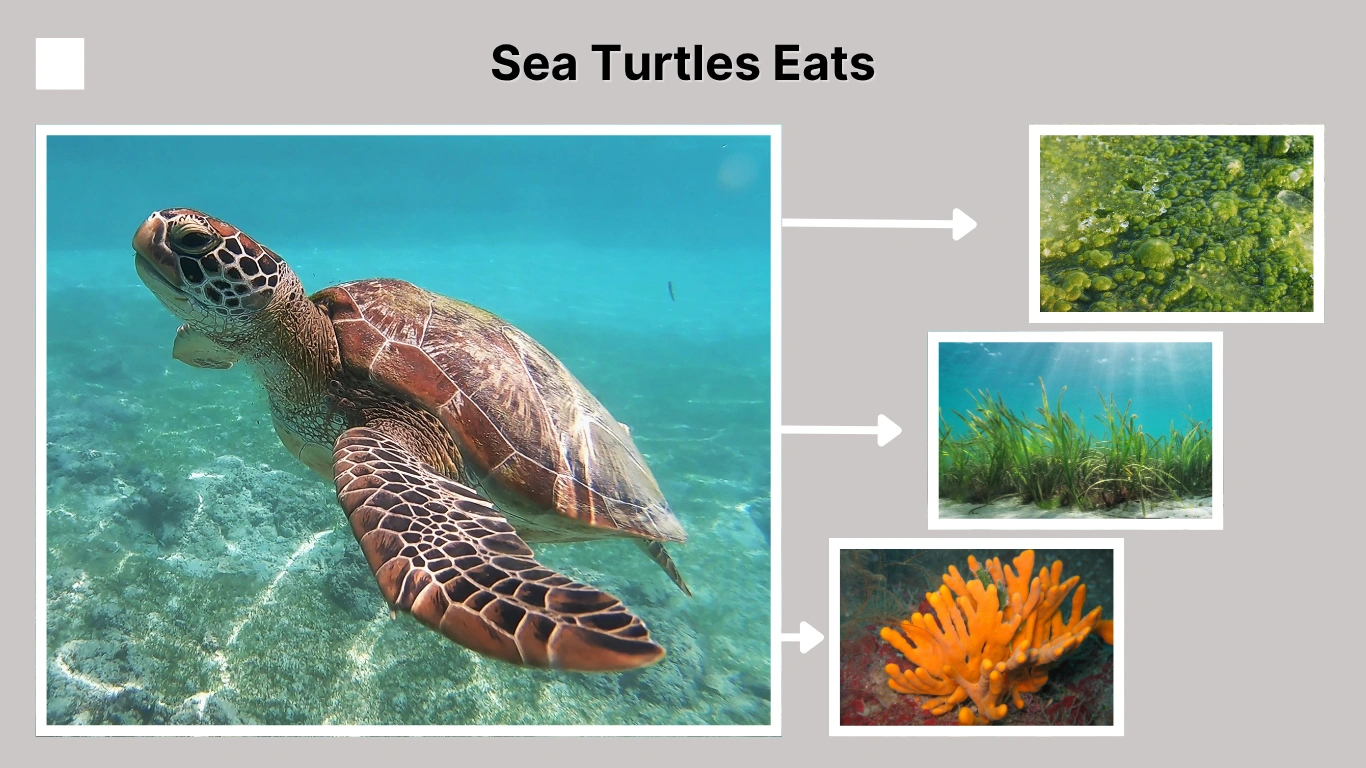 What Do Sea Turtles Eat? 8 Foods They Commonly Eat