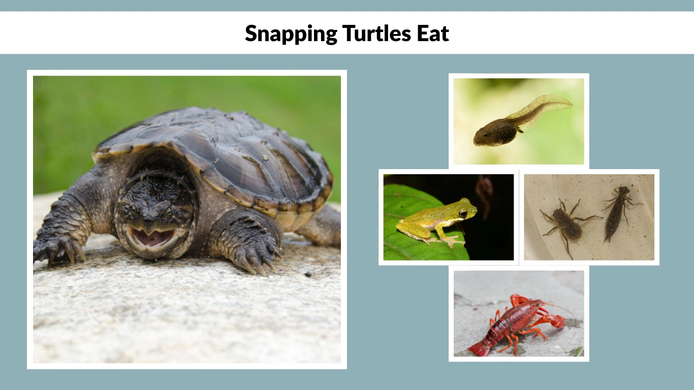 What Do Snapping Turtles Eat? Guide for Baby, Adult, Wild & Pet Turtles