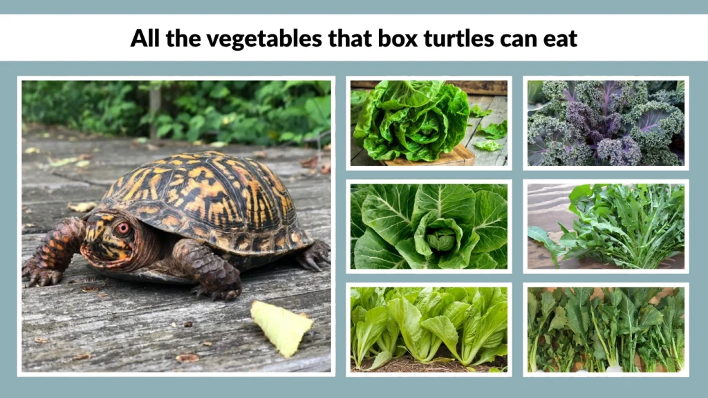 What Can Box Turtles Eat? Food Guide for Pet