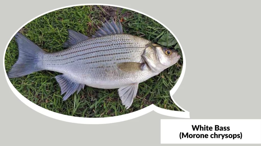 25 Types of Bass Fish: Identification with Species name