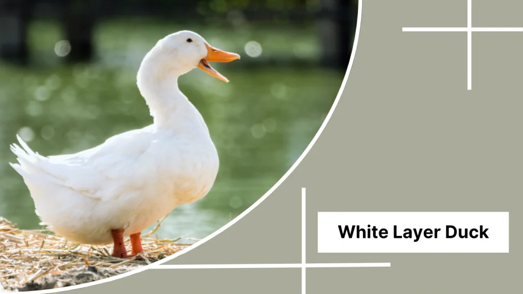 33 Popular Duck Breeds: Identification, Behavior & Pictures