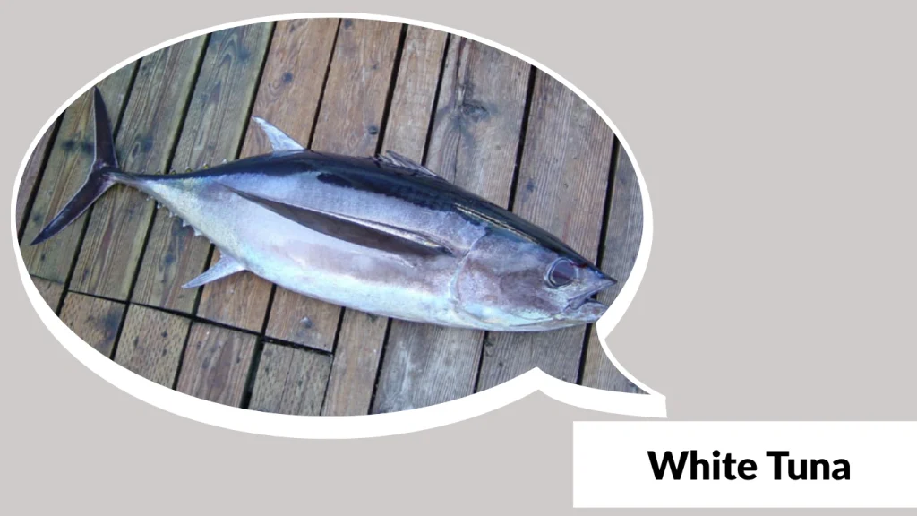 25 types of Tuna: Identification with Pictures