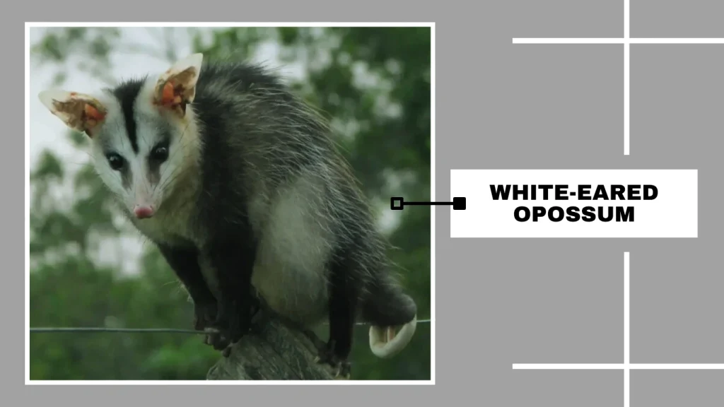 23 Types of Opossums: Identification With Pictures