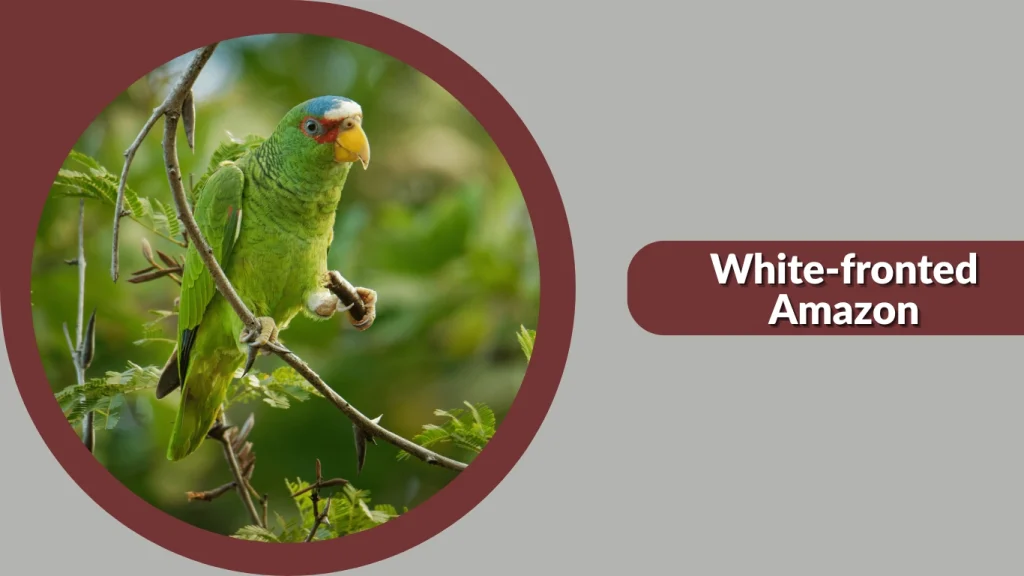 45 Colorful Parrot Species: Identification, Region & Images