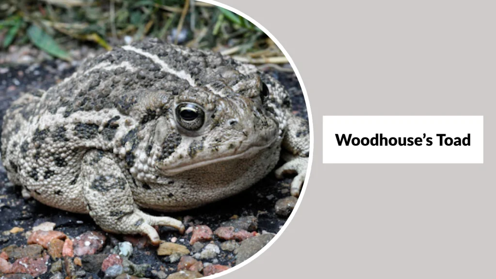 25 Types of Toad: Species Identification with Pictures