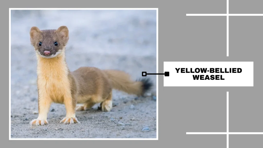 17 Types of Weasels: Species Identification with Pictures