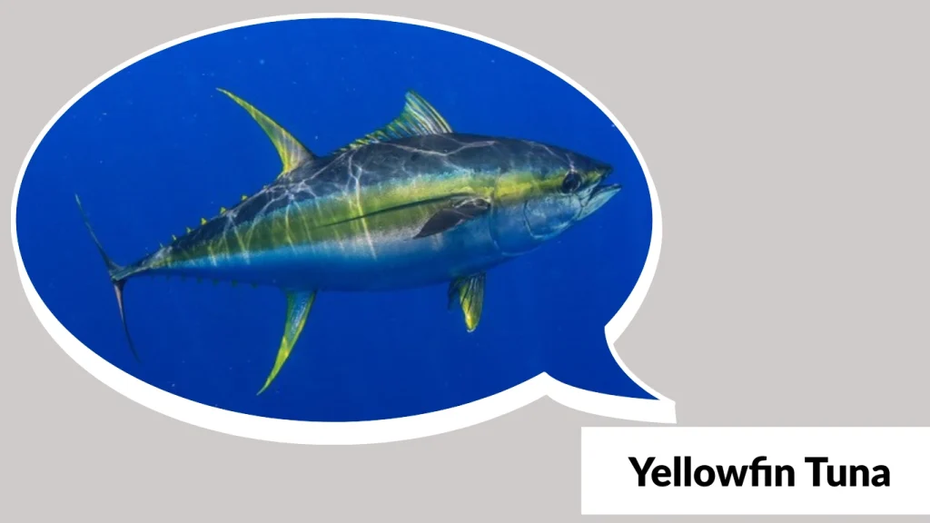 25 types of Tuna: Identification with Pictures