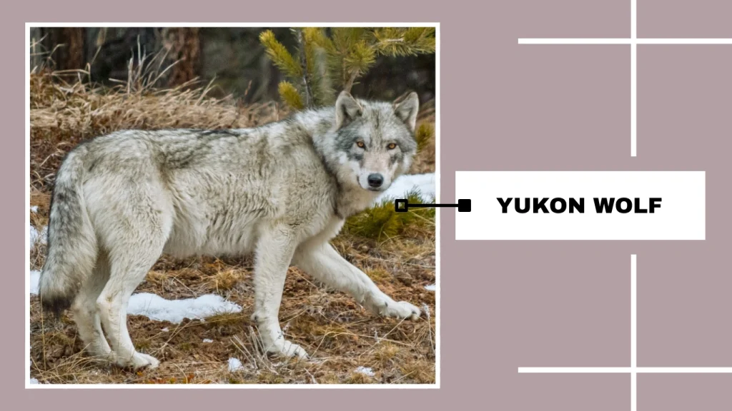 25 Types of Wolves: Species Identification with Pictures