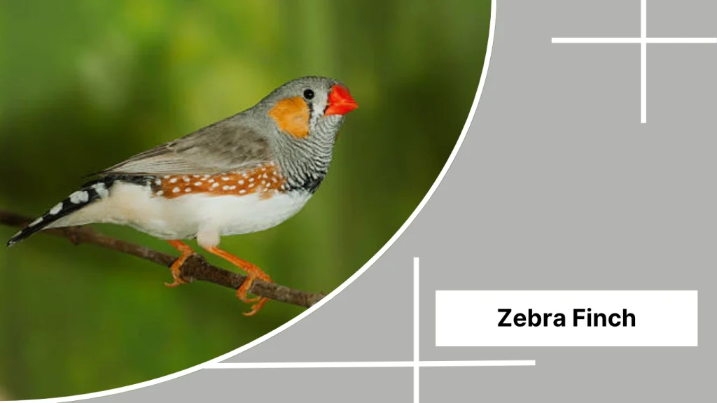 30 Types of Finch: Species Identification with Pictures
