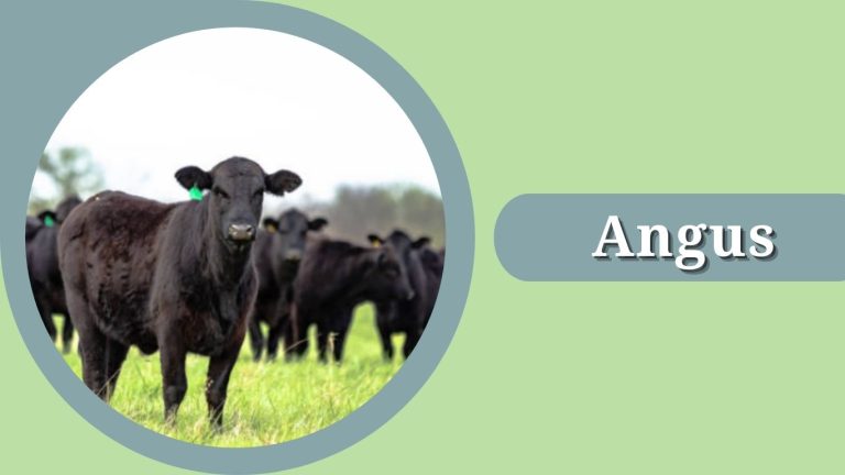 10 Types of Black Cow Breeds: Color Pattern, Identification with Pictures