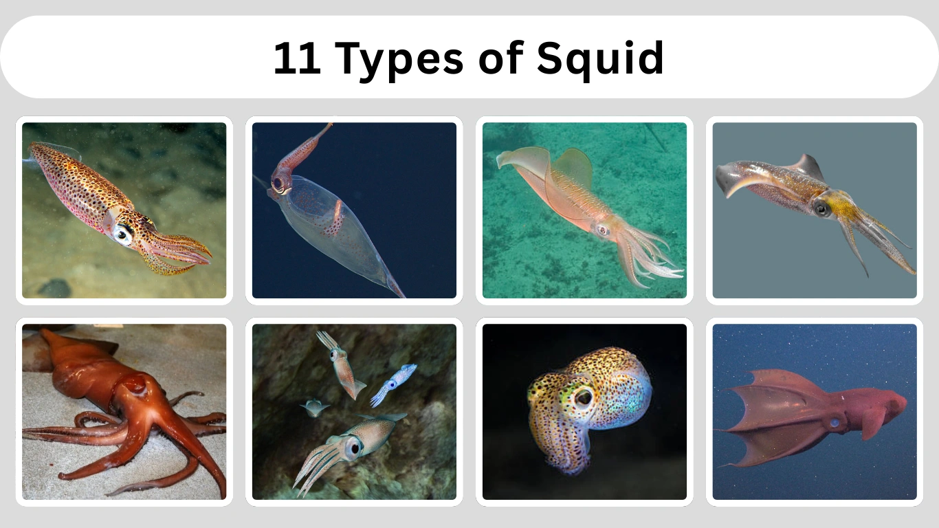 20 Types of Hornbills: Identification with Pictures