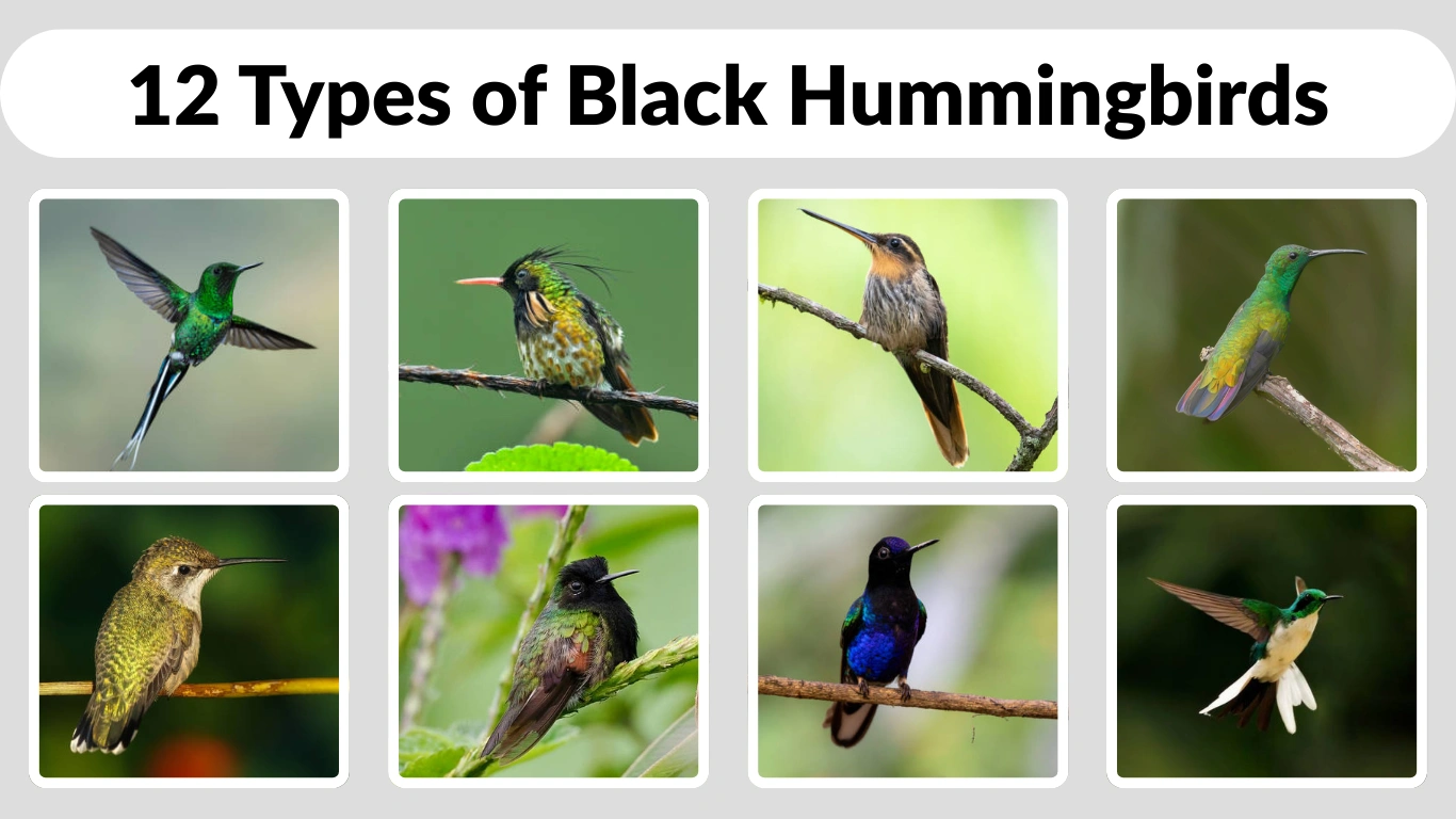 12 Types of Black Hummingbirds: Habitat, Behaviors and Color Pattern