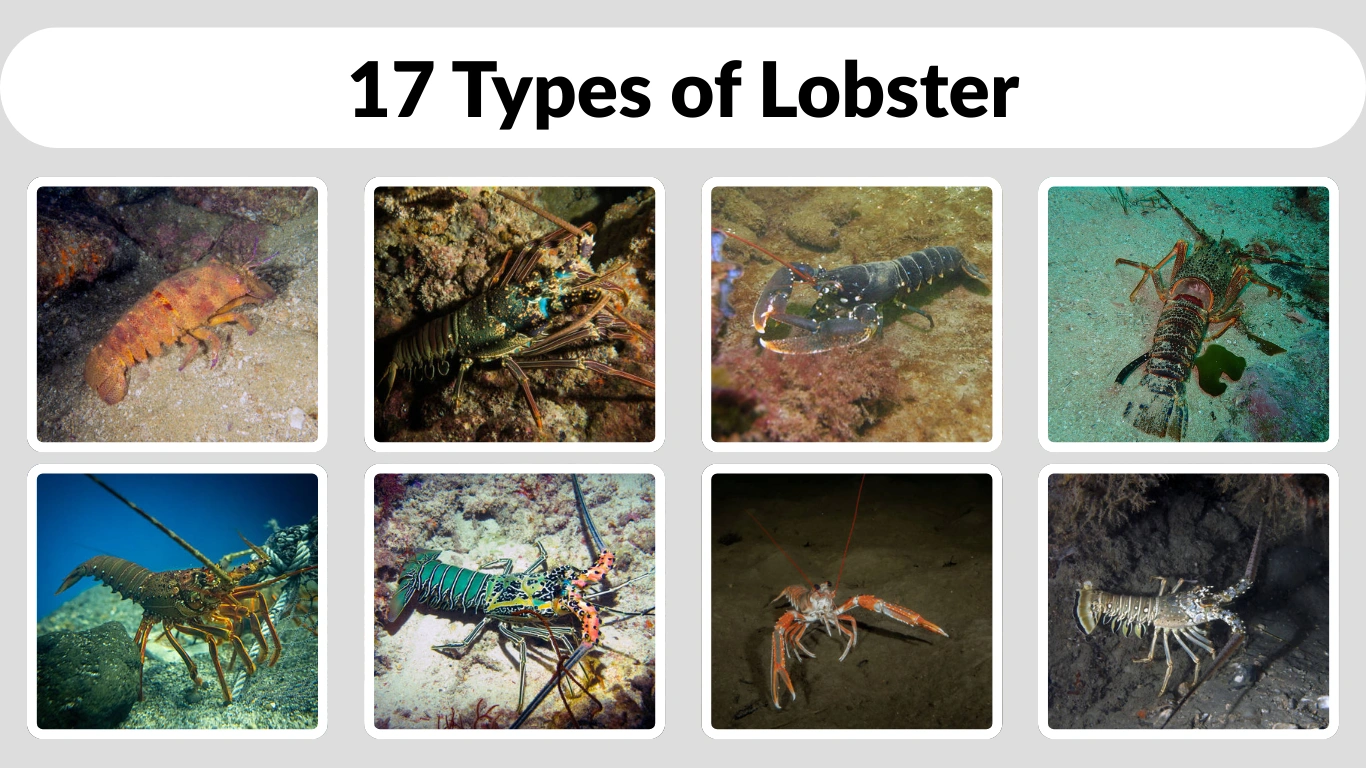 25 Types of Rabbits: Identification with Pictures and Names