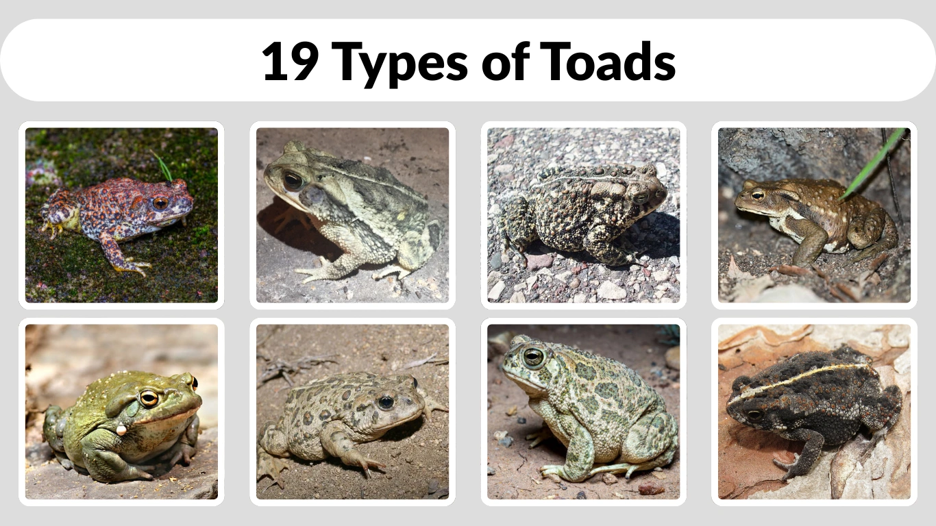 19 Types of Toads: Identification with Pictures