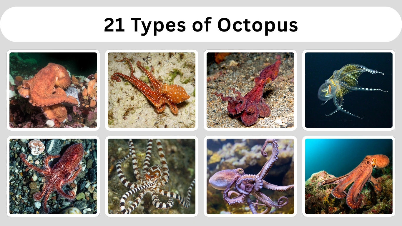 20 Types of Hornbills: Identification with Pictures