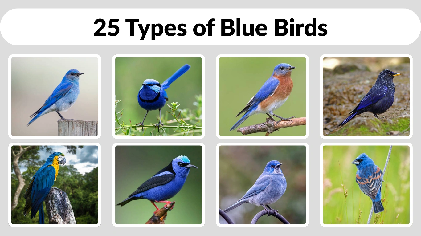 25 Types of Blue Birds: Identifications with Name & Pictures