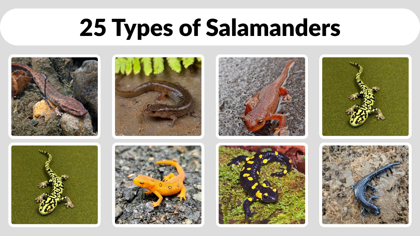 60 Common Animals That Start with G: Identification with Pictures