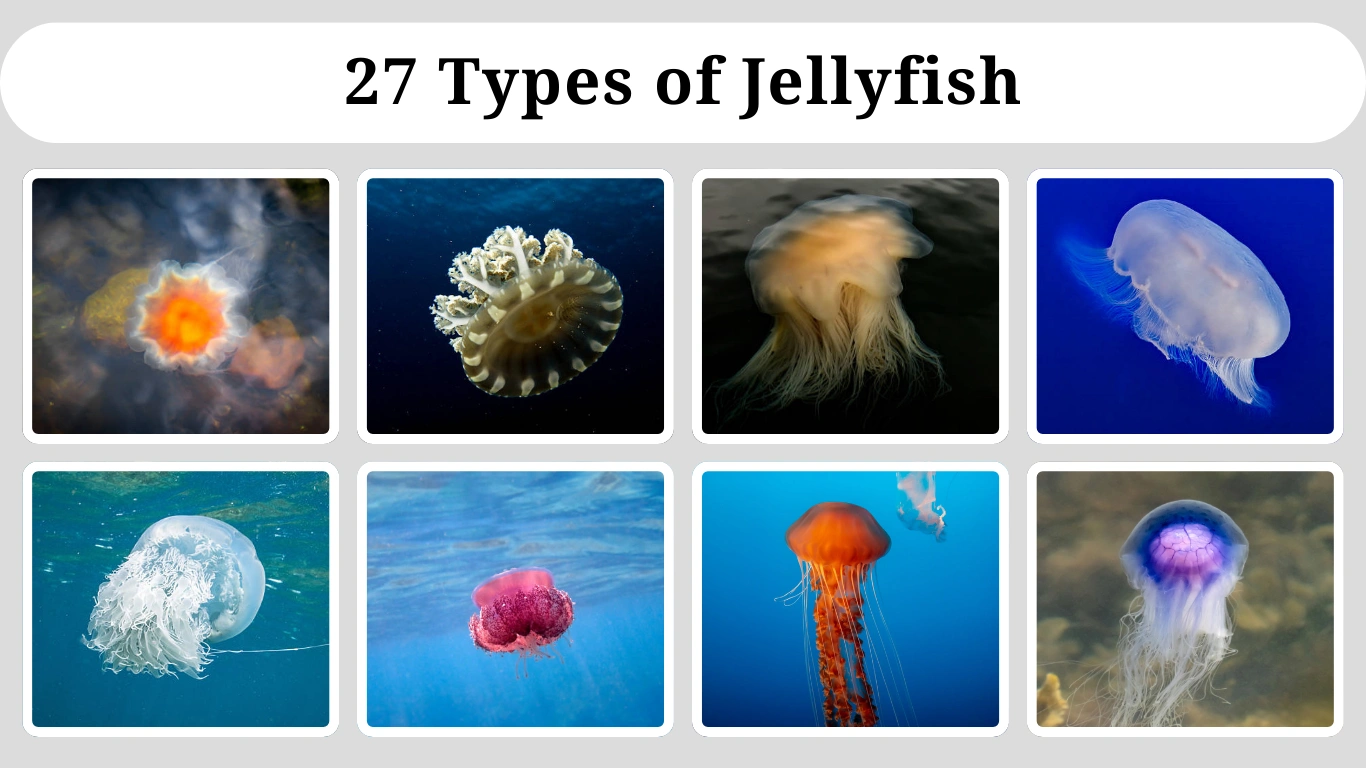 15 Types of Penguins: Identification with Pictures and Names