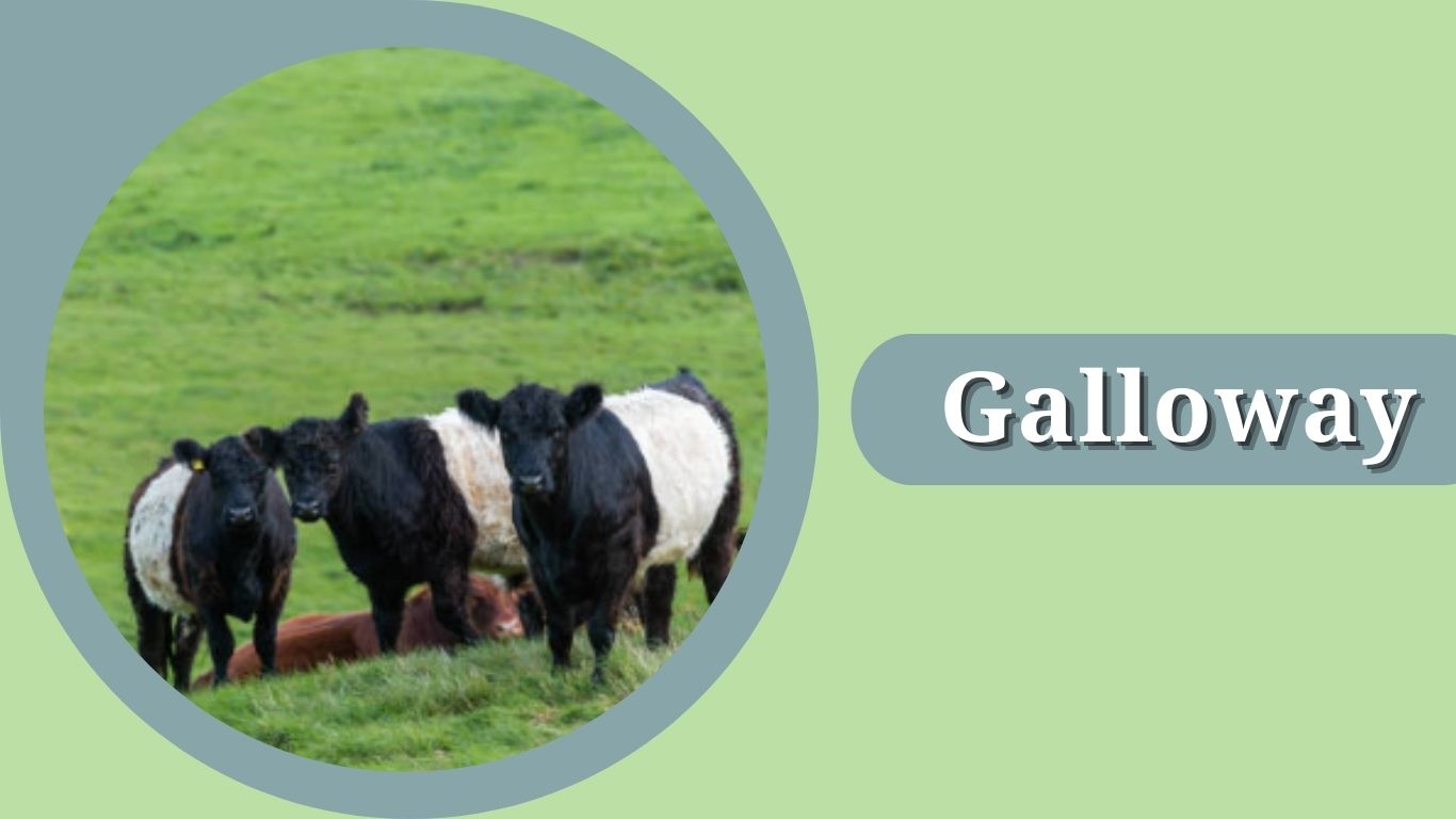 10 Types of Black Cow Breeds: Color Pattern, Identification with Pictures