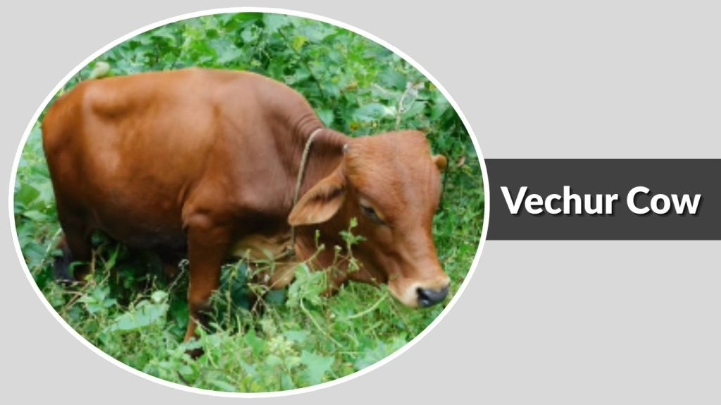 12 Types of Small / Tiny Cow Breeds: Size, Habitat, Identification with ...