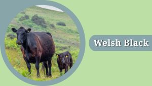 10 Types of Black Cow Breeds: Color Pattern, Identification with Pictures
