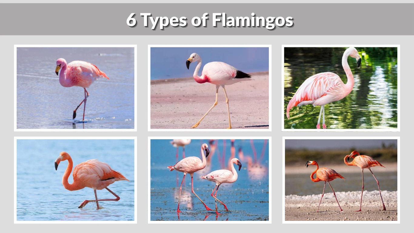 6 Types of Flamingos: Species Identification with Name & Pictures