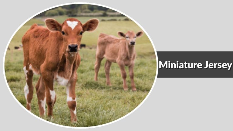 12 Types of Small / Tiny Cow Breeds: Size, Habitat, Identification with ...