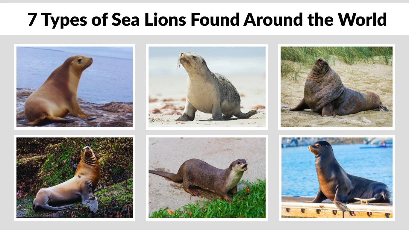 25 Types of Sheep: Breeds, Traits, and Farming Uses